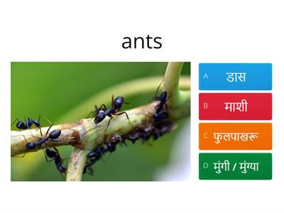 Insects - Teaching resources