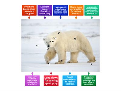 Predator prey adaptations - Teaching resources
