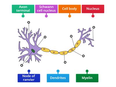 Motor neuron diagram - Teaching resources