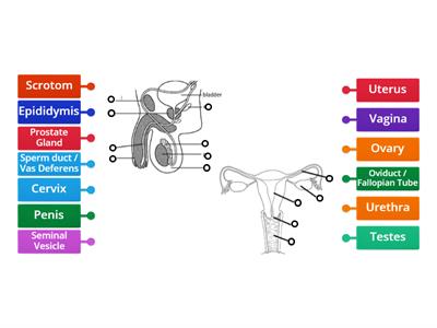 Female male - Teaching resources
