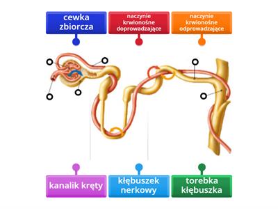 Nefron kl7 - Materiały dydaktyczne