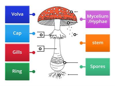 Fungi - Teaching resources