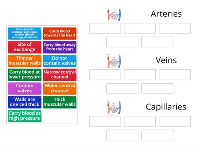 Blood vessels - Teaching resources
