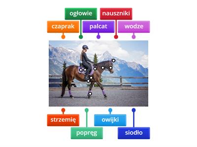 Jazda konna - Materiały dydaktyczne