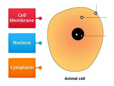 Animal cell diagram - Teaching resources