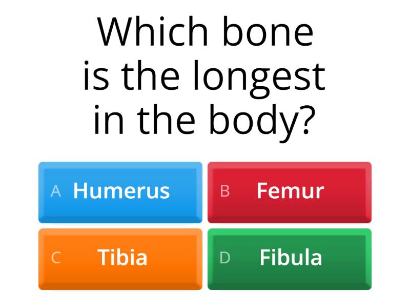 Skeletal - Quiz