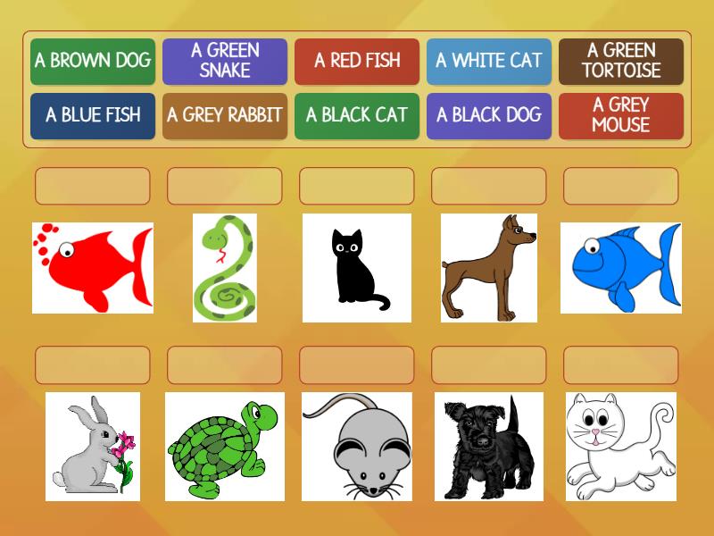 WHAT COLOUR IS A PET? - Match up
