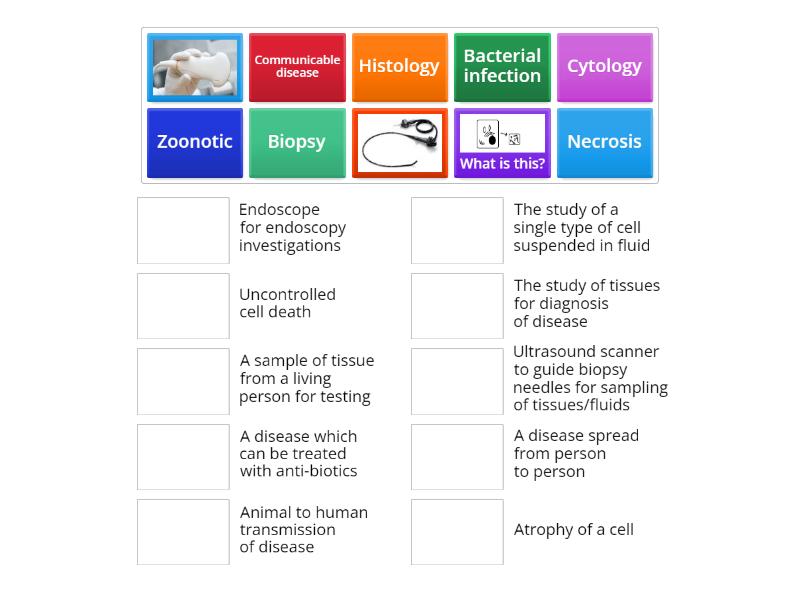Histology activity - Match up