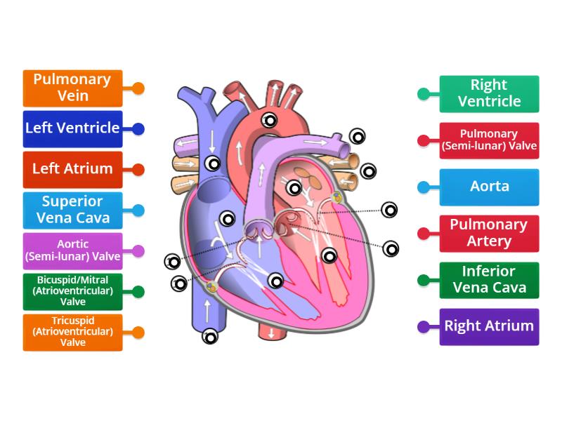Heart diagram labelling - Labelled diagram