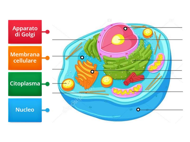 cellula animale - Labelled diagram