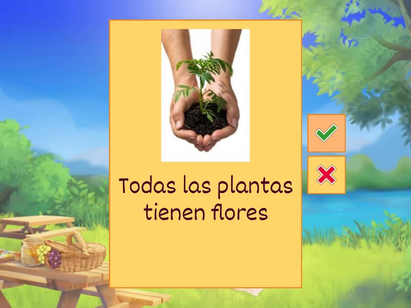 ¿Qué sabemos de las plantas? - Flash cards