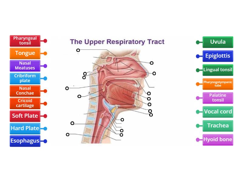 Lecture: Upper Respiratory System - Labelled diagram