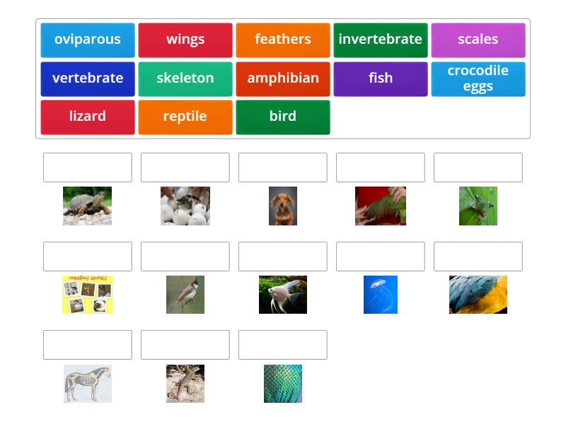 amphibians, reptiles, fish, vertebrates and invertebrates - Match up