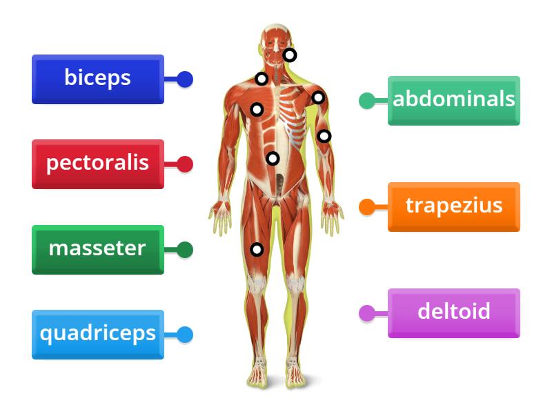 Muscles Natural Science 3 - Labelled diagram