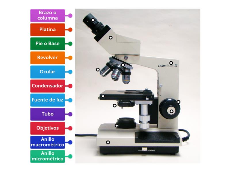 Partes del microscopio - Diagrama con etiquetas