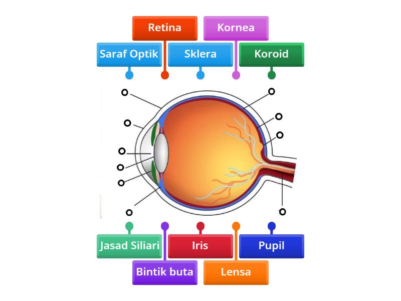 Bagian Bagian Mata Manusia - Imagem com legenda