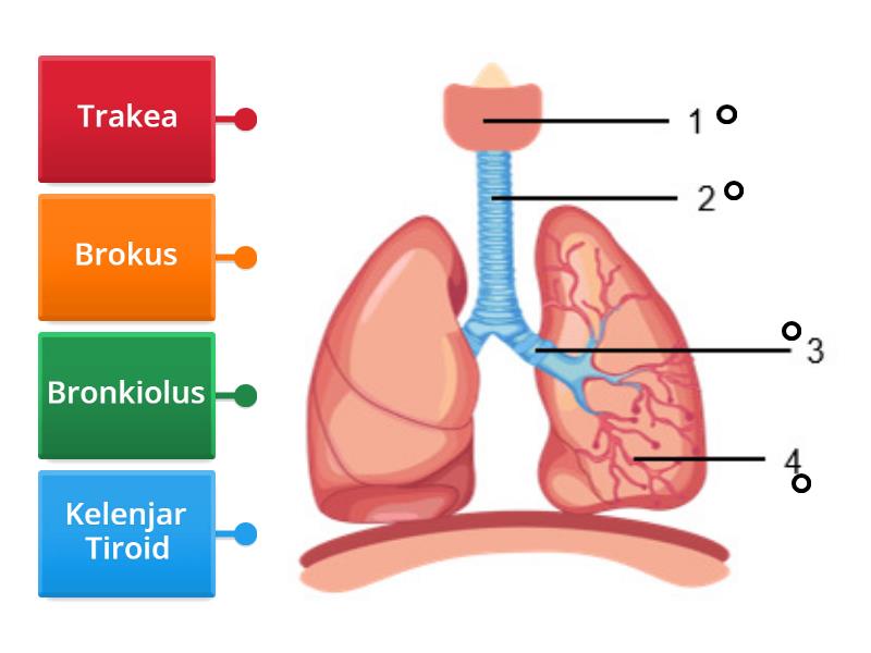 02 Organ Paru-paru - Labelled diagram