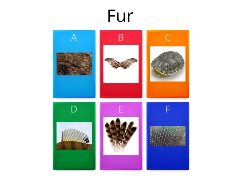 Fins Wings Shell Scales Feathers Fur - Cuestionario