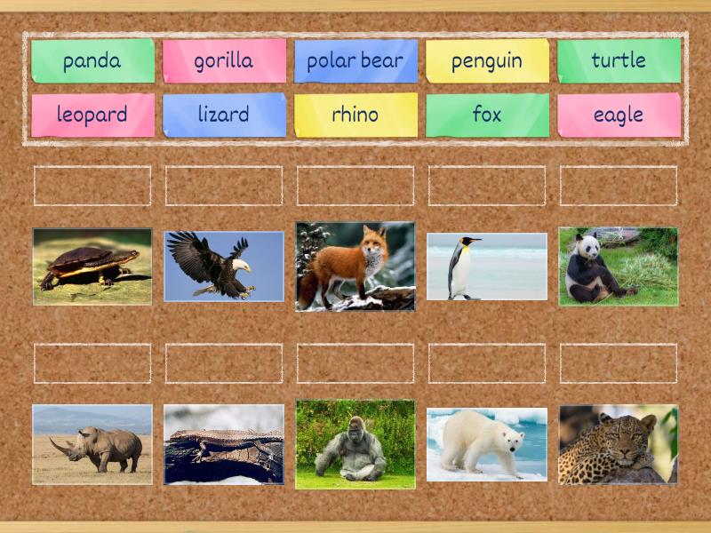 Go Getter 4 Unit 6.1 Wild animals - Match up