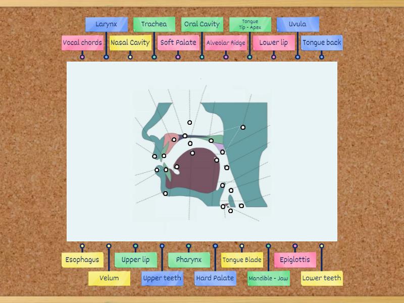 Speaking apparatus - Labelled diagram