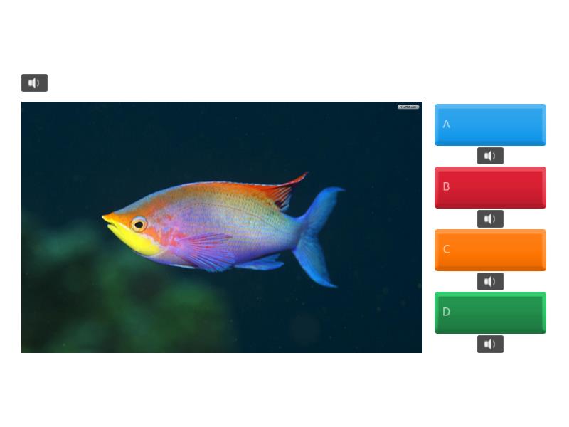 Under the sea - Homework - W37 - Quiz