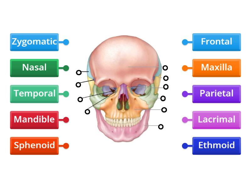 Label the Skull - Labelled diagram