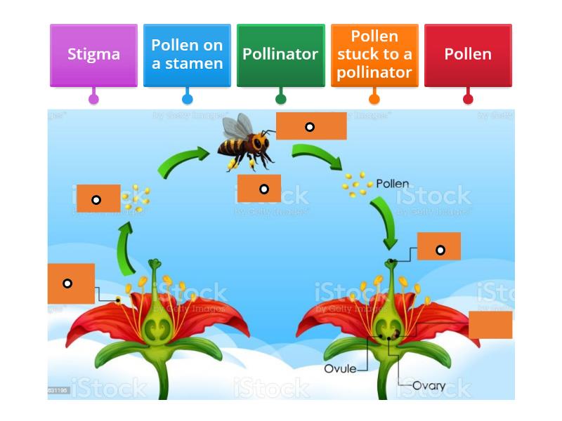 Insect Pollination - Labelled diagram