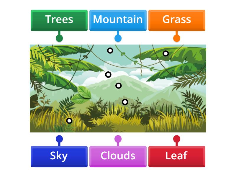 Jungle Diagram - Labelled diagram