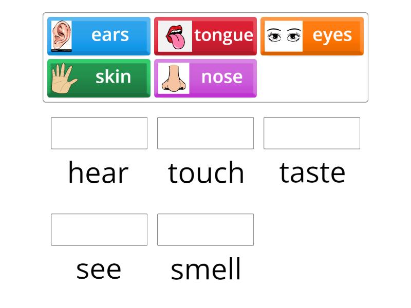 SENSE ORGANS - Match up