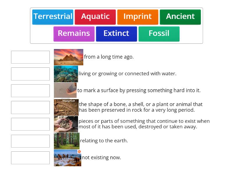 Fossil Vocabulary - Match up