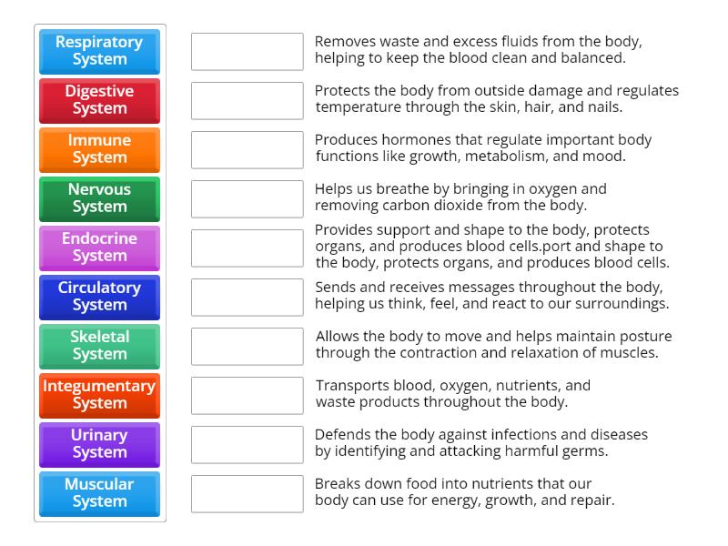 Human Body Systems - Match up
