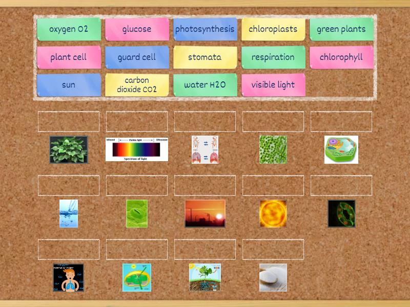 7th Grade Photosynthesis - Match up