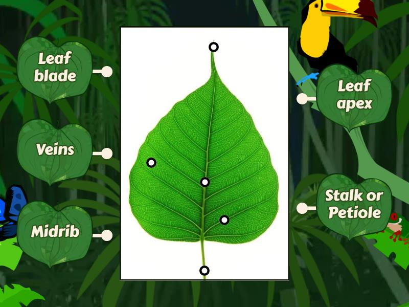 Parts of a leaf - Labelled diagram