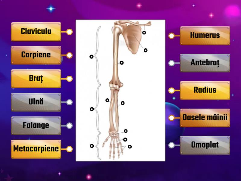 Scheletul membrului superior Marius Lascu Colegiul Tehnic Anghel ...