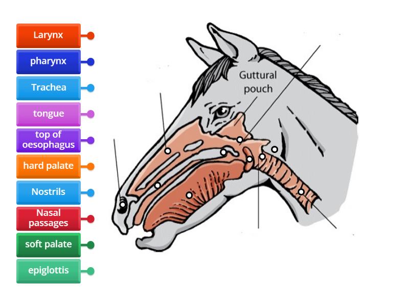 The equine upper respiratory system - Imagem com legenda
