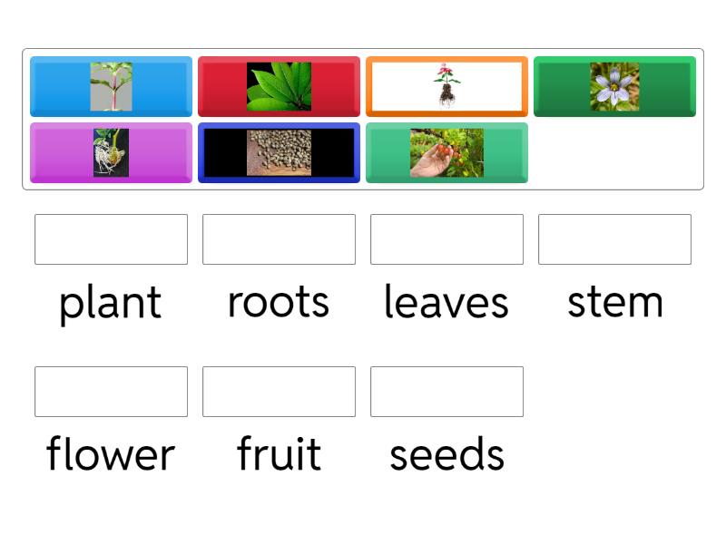 Parts of the plant - Match up