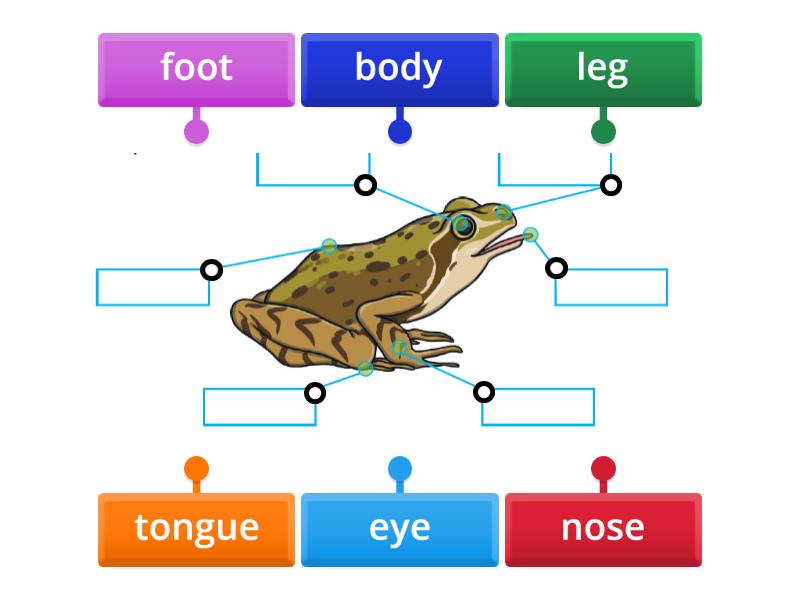 Frogs Body Parts - Labelled diagram