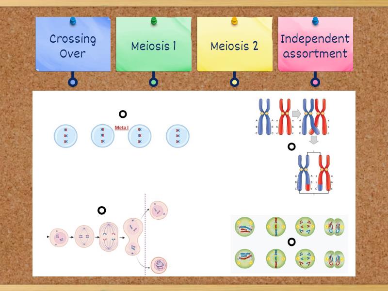 Braes AH Biology Unit 2.3(b) Meiosis Processes - Labelled diagram