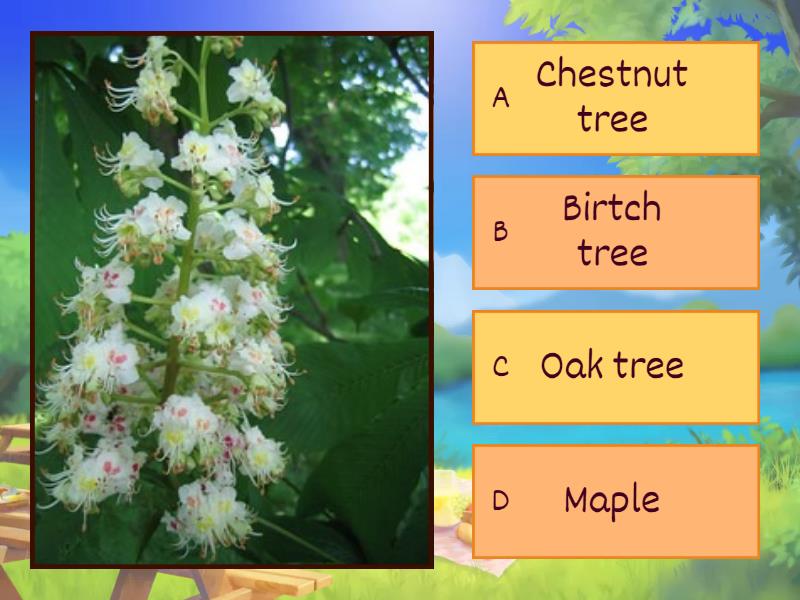 Trees - Quiz