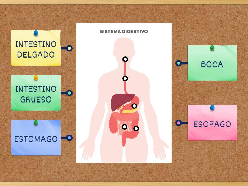 EL SISTEMA DIGESTIVO, PARTES - Labelled diagram