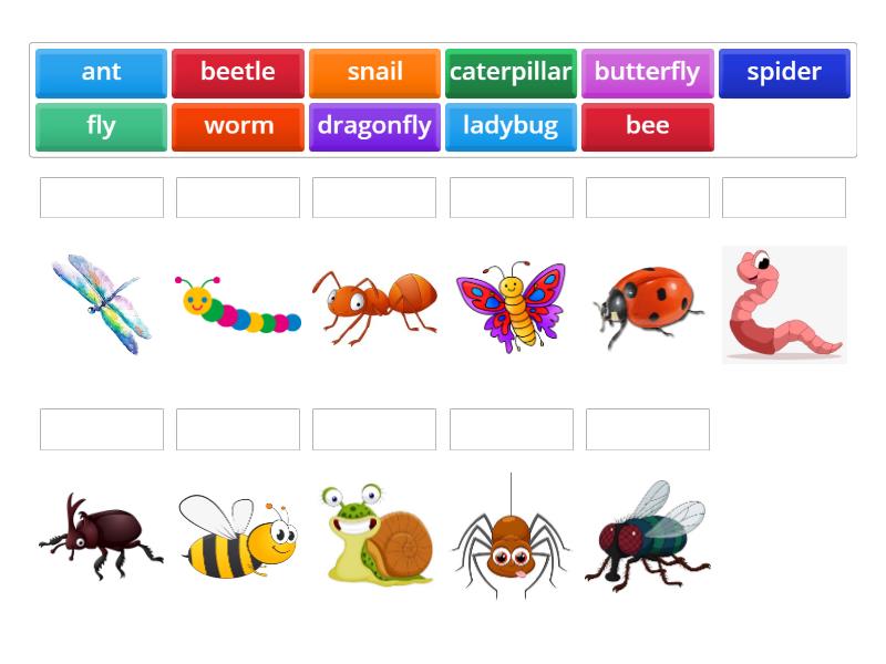 Insects - Match up