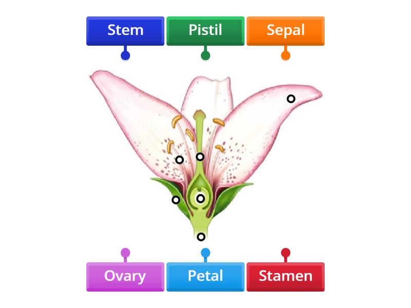 Label the Flower - Labelled diagram