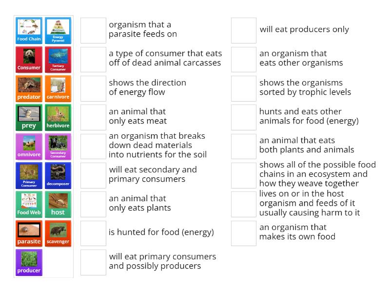 Energy Transfer in Ecosystems - Match up