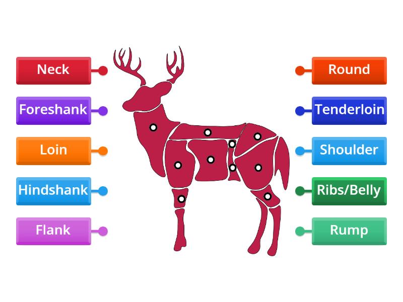 Anatomise This! Deer Edition - Labelled diagram