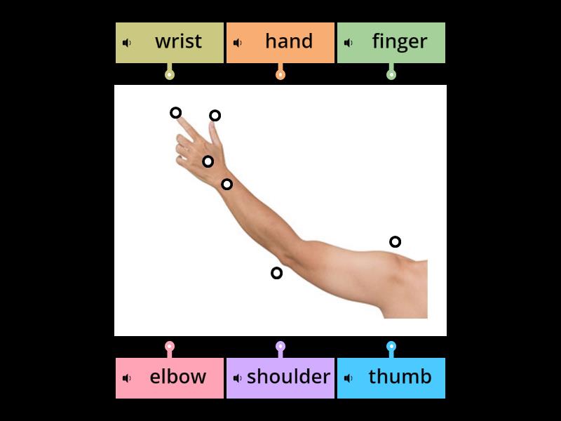 arm ~label diagram - Labelled diagram