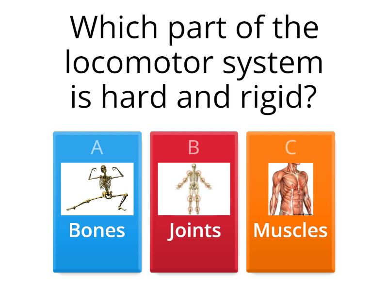 Locomotor system - Quiz