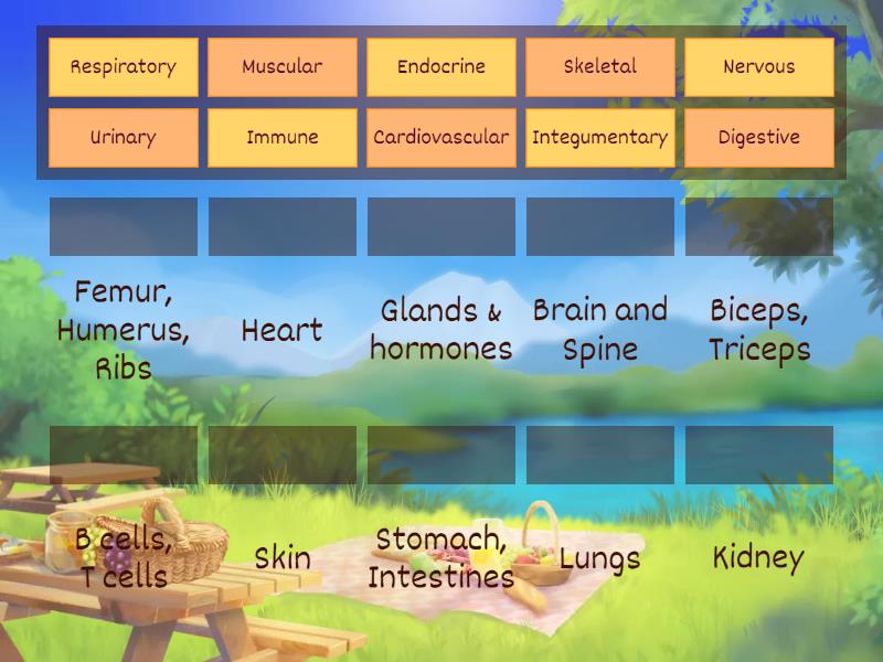 Body System Keyword - Match up