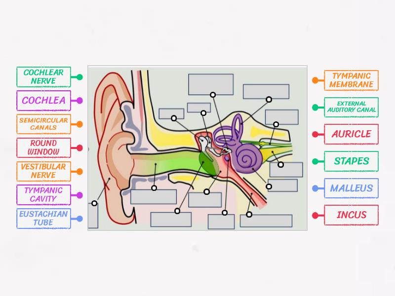 Our Ear - Labelled diagram