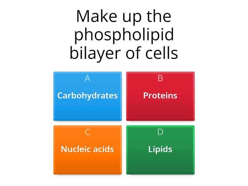 Biomolecules Practice Questions (Warm-up) - Quiz