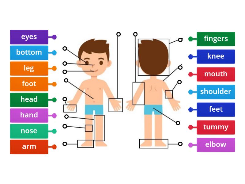 Body Parts - Grade 2 - Activity #2 - Imagem com legenda